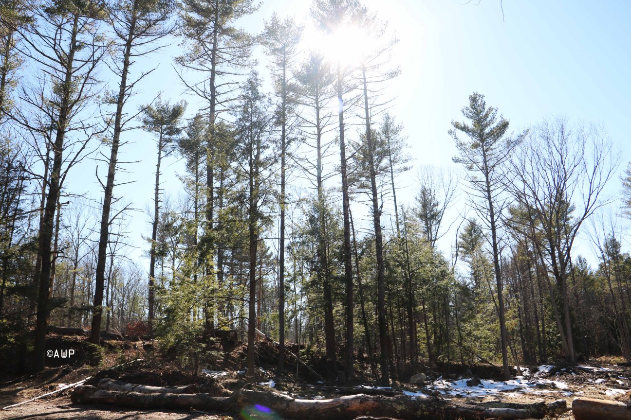 trees copy | Abandoned Wonders